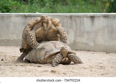 64 Turtles Having Sex Images Stock Photos Vectors Shutterstock