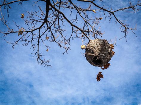 Шишечные ёлки Levik — Livejournal