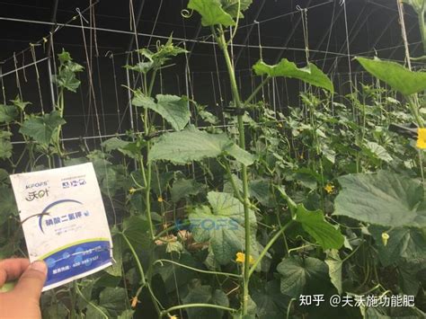 黄瓜喷什么叶面肥茎杆粗壮 知乎