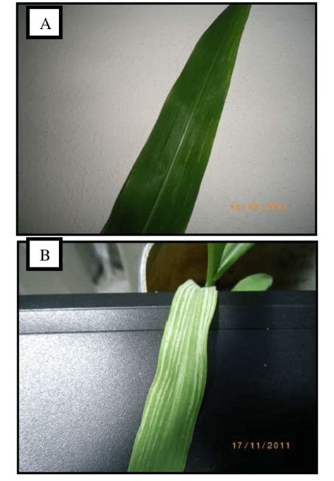 Photo 1 Zn Deficiency In Maize For The Ni Zn Treatment A And Maize Download Scientific