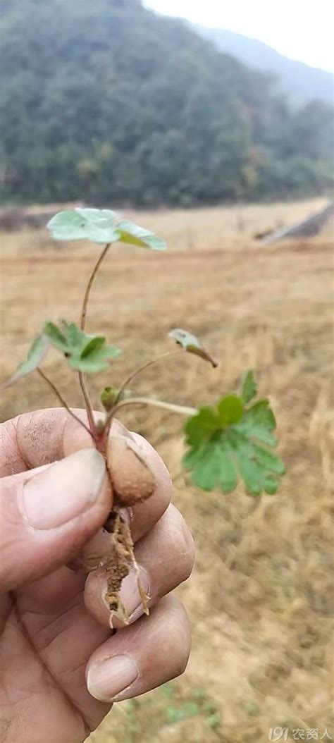 早播直播油菜，需关注田间杂草防除 植保技术 191农资人 农技社区服务平台 触屏版