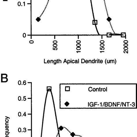 Labeled Layer 2 Pyramidal Neuron A The Neuron Shown Is Representative