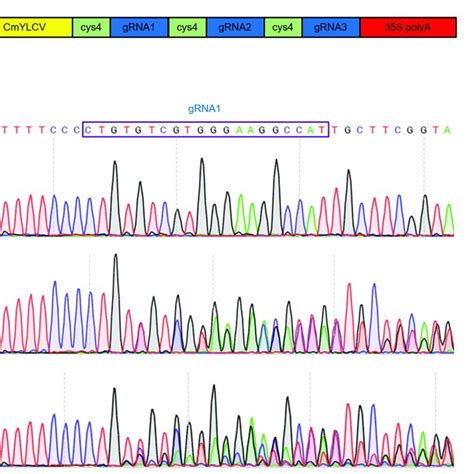 Germline And Somatic Mutations Detected In T1 Transgenic Plants A