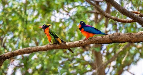 Positive Assortative Mating Implications For Genetic Diversity And