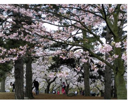 Whats The Optimal Tree Spacing Distance When Planting Multiple Trees Pro Cut Tree Service