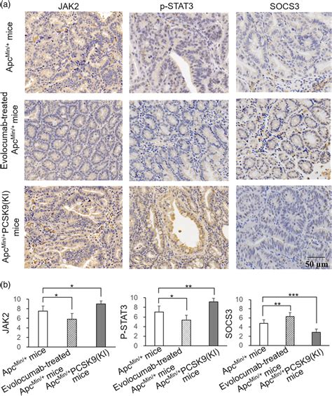 Immunohistochemistry Ihc Assay A Representative Photos Are Shown