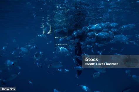 물 크로아티아 사진 놀라운 푸른 바다에서 작은 물고기와 물고기 떼 가까이 바다 물고기의 물 사진에서 아래 Ringel 도미 0명에 대한 스톡 사진 및 기타 이미지 Istock