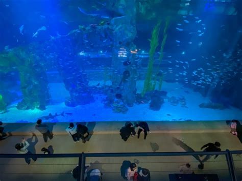 잠실 롯데월드 아쿠아리움 할인 팁 서울 실내 놀거리 네이버 블로그