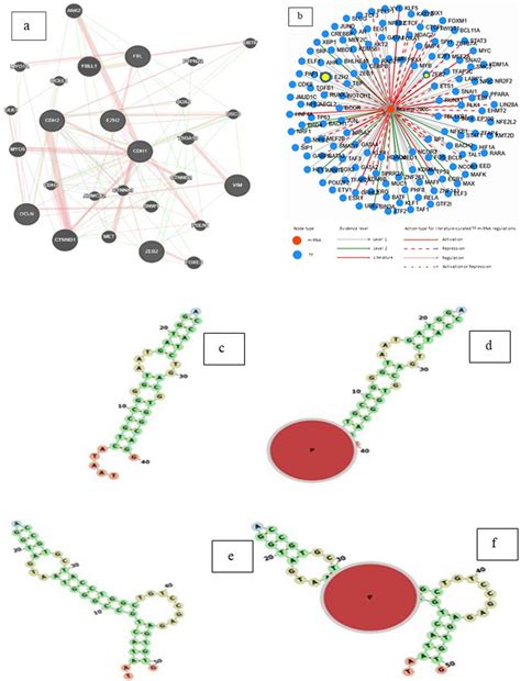 A The Predicted Protein Protein Interaction Network Based On Download Scientific Diagram