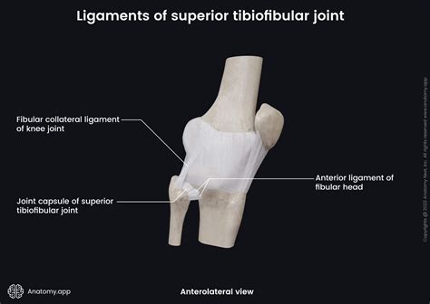 Superior Tibiofibular Joint Encyclopedia Anatomy App Learn Anatomy D Models Articles