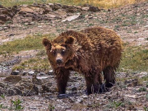 Монгол Мазаалайг дэлхийд таниулах бэлэг тэмдэг зохион бүтээх 10 сая төгрөгийн шагналын сантай