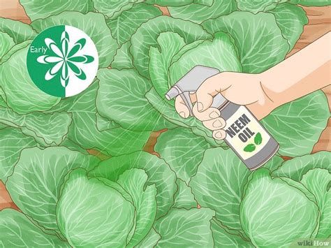 How To Kill Leaf Footed Bugs Identification And Control