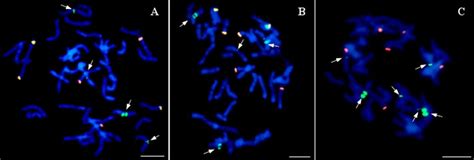 Visualization Of Added Fragments Of Maize Chromosomes In Oat Genome By