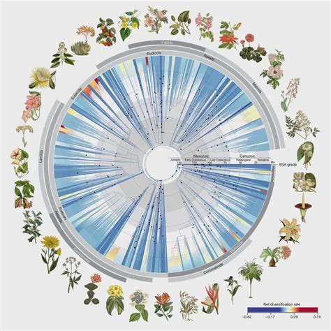 A Cool Guide For Flower Evolution Rcoolguides