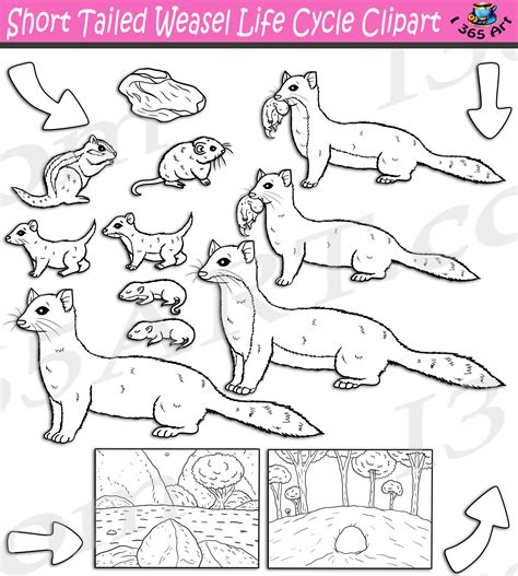 Short Tailed Weasel Life Cycle Clipart Set Download Clipart 4 School
