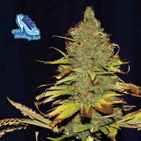 C99 X Blueberry Fast Version Green Gardium
