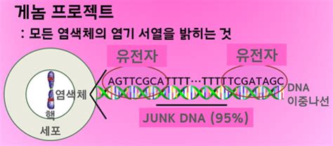 인간 게놈 지도 발표 16년 문화and라이프 대한민국청소년기자단