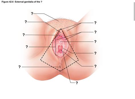 External Genital Of The Human Female Pic Diagram Quizlet
