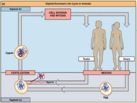 Chapter The Cellular Basis Of Inheritance Flashcards Quizlet
