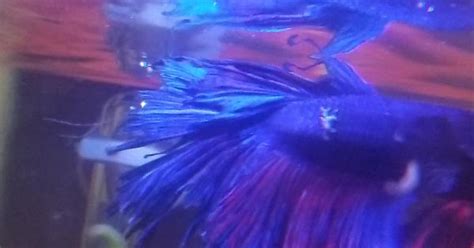 Fin Rot Album On Imgur