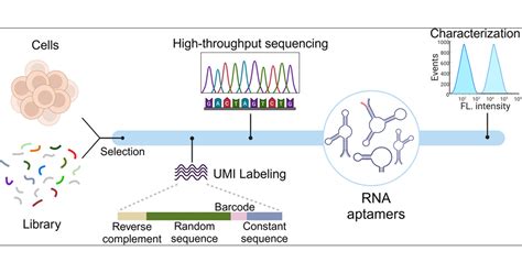 Streamlining Rna Aptamer Selection Via Unique Molecular Identifiers And