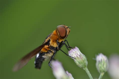 Premium Photo Orange Fuzzy Hoverfly Pollinating On Purple Flowers