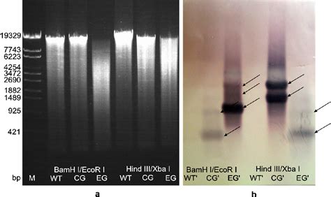 Figure 4 From Application Of The Cre Loxp Site Specific Recombination System For Gene
