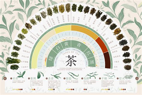 茶叶分类