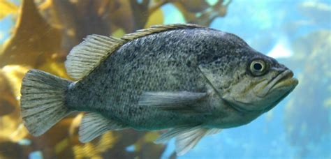 Rockfish — Noyo Center For Marine Science