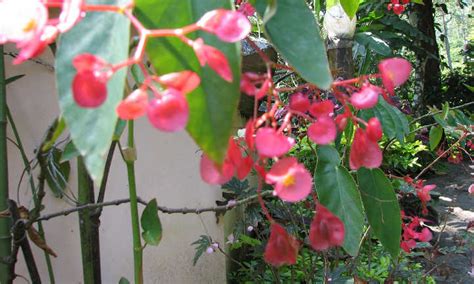 Begonias By The Bunch Growing Tips Epic Gardening