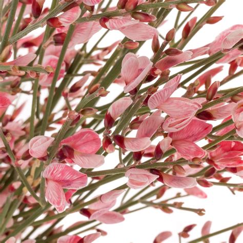 Ginster Rosa 200 Gramm Ginster Heyl Blumengroßhandel Floristikgroßhandel