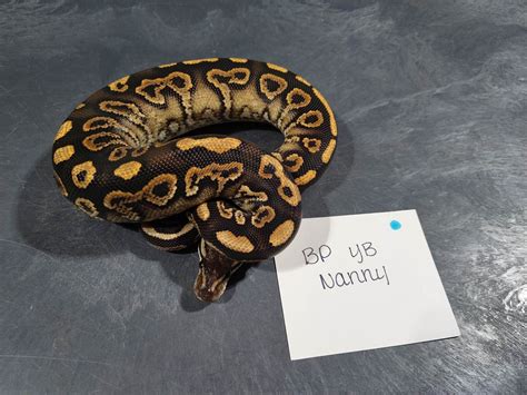 Black Pastel Yb Nanny Ball Python By Halls Balls And Exotics Morphmarket