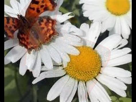 Чести Рожден Ден сине Vbox7