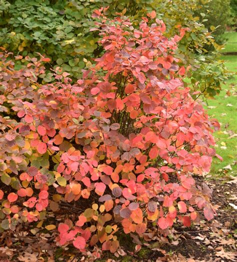 Fothergilla Fiesta The Worlds Best Gardening Blog