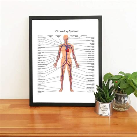 Diagram Van Het Menselijk Bloedsomloopstelsel Bloedsomloop
