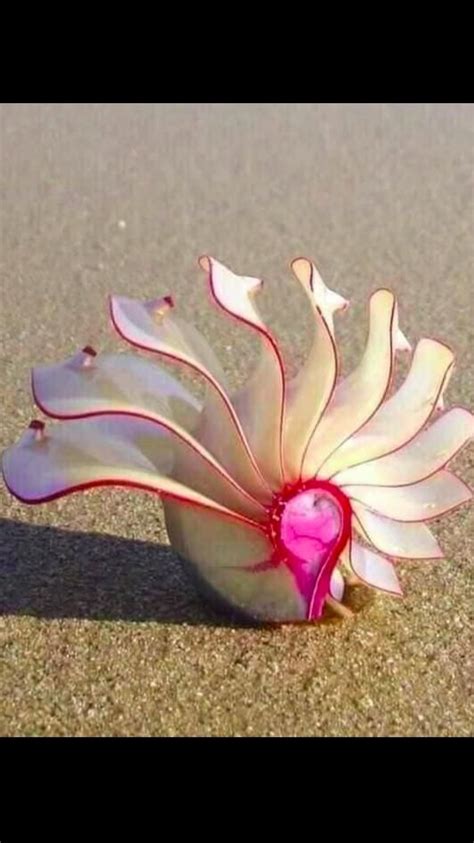 Nature And Geometry The Fibonacci Sequence Nature Illustration Fractal Art Nature Photography