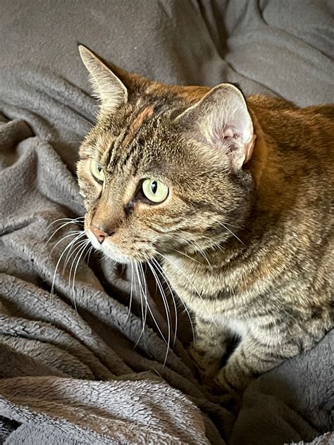 Discover Your Inner Compass The Therapy Cat