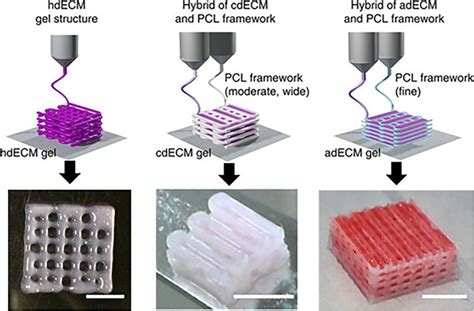 Applications Of Decellularized Extracellular Matrix In Bone And Cartilage Tissue Engineering Pmc