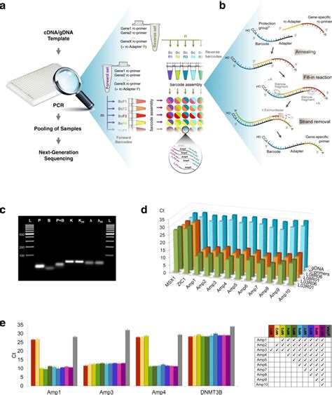 The Primer Barcode Assembly Method For Targeted Amplification By Pcr A Download Scientific