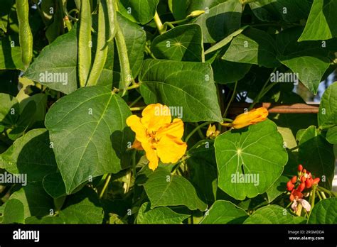 Nasturtiums Grown As A Companion Plant With Runner Beans They Encourage Pollinators And May