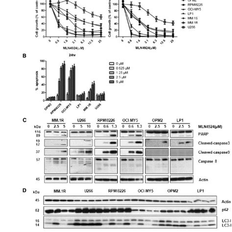 The Amino Acid Sequence Of Ubiquitin A Ubiquitin Is Highly Conserved Download Scientific
