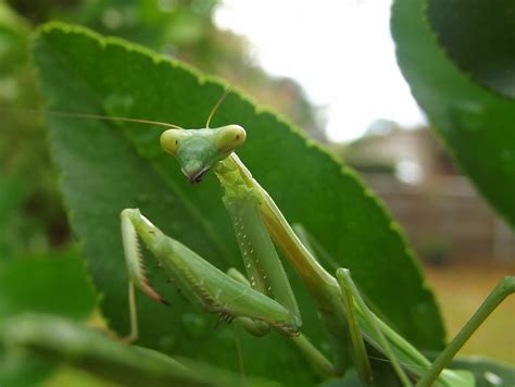 False Garden Mantid Project Noah