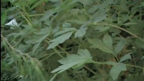 Первые томаты, ипомея махровая, перец фиолетовый, лилия Корона ...