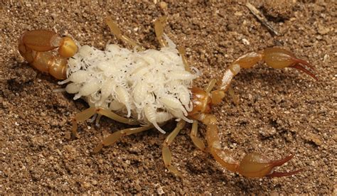 Two Young Researchers Describe Two New Scorpions Bay Nature