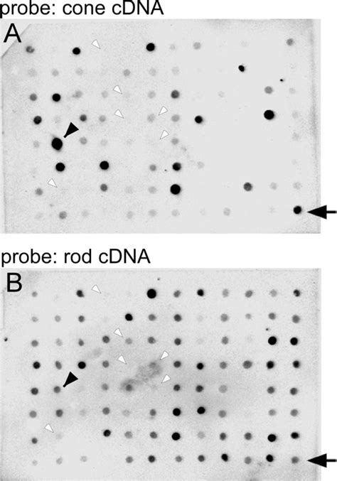 Differential Array Screening Clones In The Cr Cdna Were Spotted On