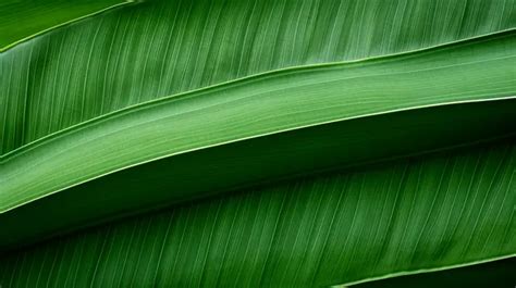 Exploring The Delicate Patterns Of A Banana Leaf S Texture Background Food Tree Banana Plant