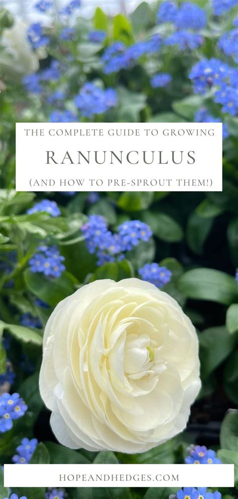 The Complete Guide To Ranunculus Corms Plus Pre Sprouting Tips