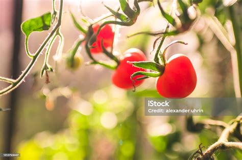 온실에서 자란 아름다운 붉은 잘 익은 토마토 원예 토마토 공간을 복사합니다 야채 컨셉 건강한 식생활에 대한 스톡 사진 및 기타 이미지 건강한 식생활 구도 농업