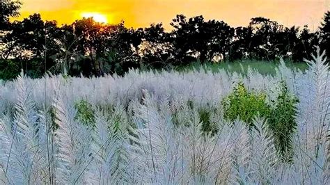 কাশফুলের শুভ্রতায় সেজেছে ঋতুর রানী শরৎ