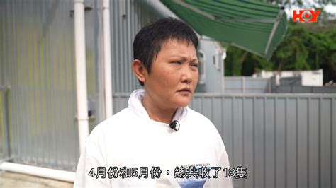 流浪動物｜獲派公屋即棄養 貓狗流落街頭自生自滅 狗場2個月收容18隻狗狗 Uhk 港生活